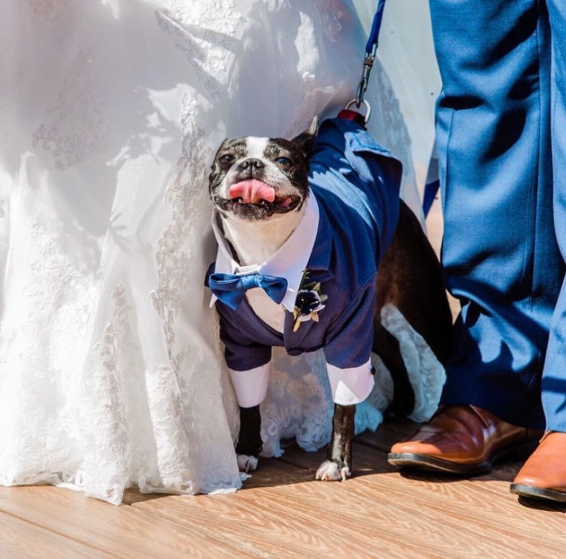 Navy Blue Dog Tuxedo With Bow Tie Dog Wedding Attire Formal - Etsy