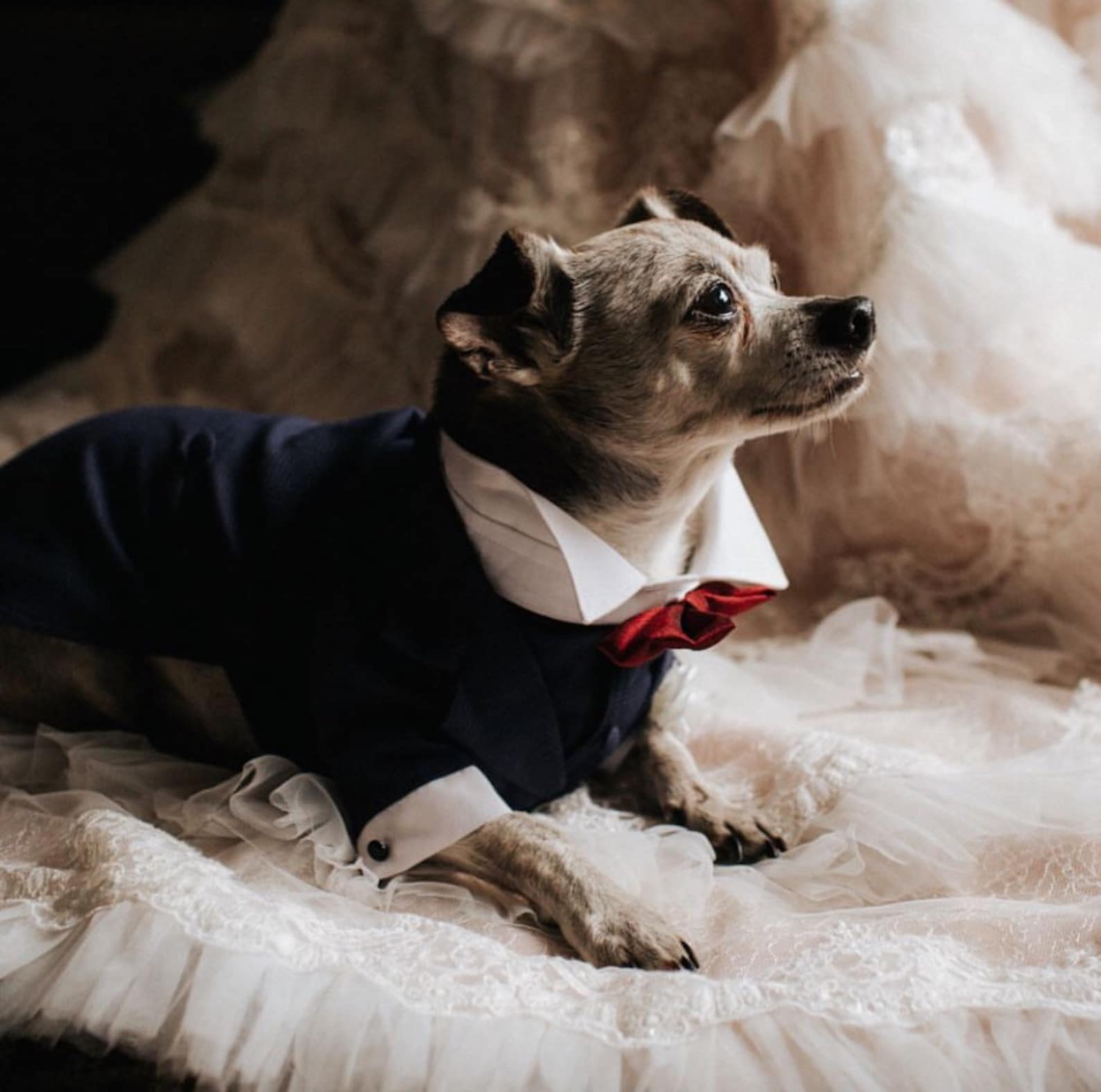 Dog Tuxedo, Dog Suit, Dog Wedding Attire, Navy Blue, Navy Blue Dog ...