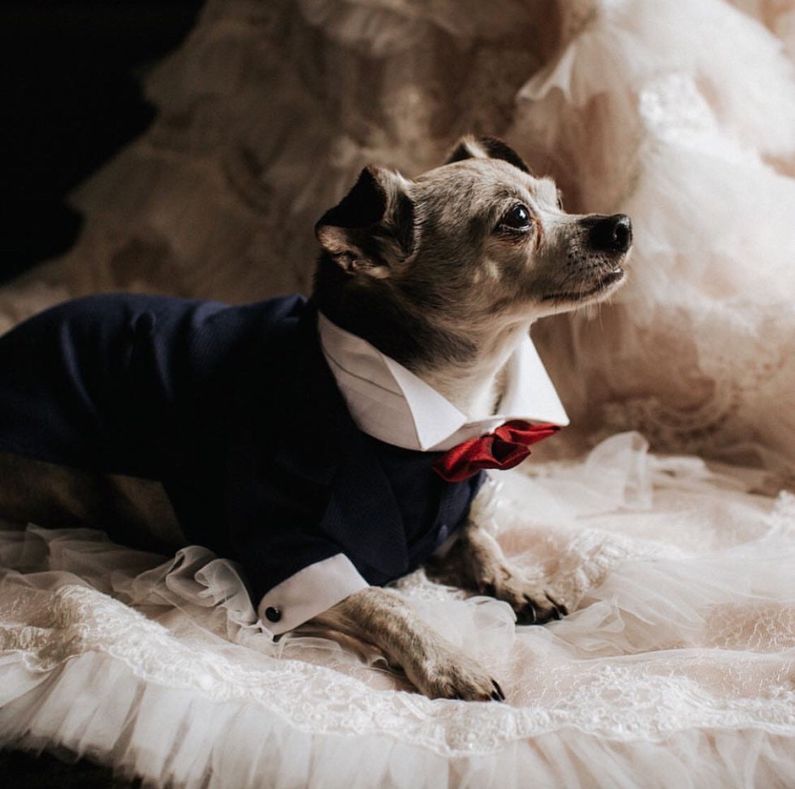Dog Tuxedo, Dog Suit, Dog Wedding Attire, Navy Blue, Navy Blue Dog ...
