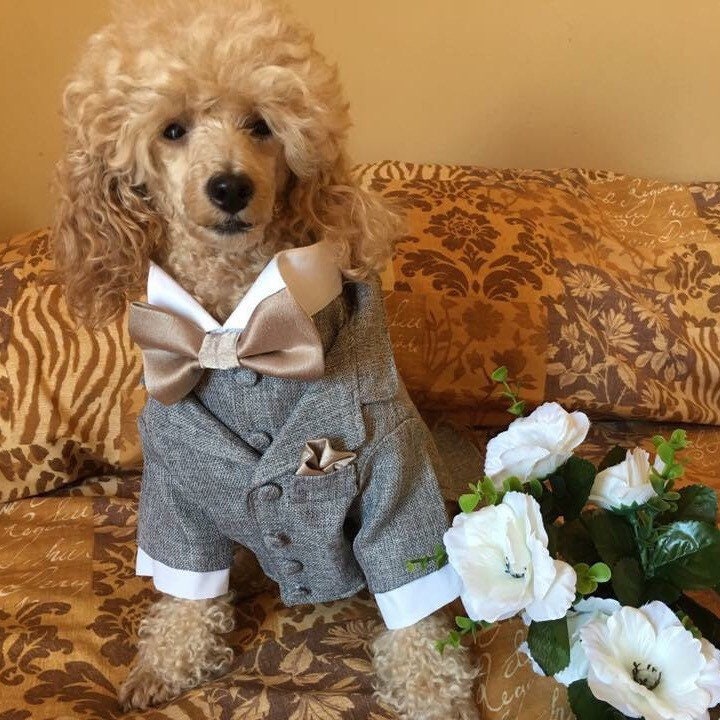 Dog Tuxedo Dog Suit Wedding Dog Tuxedo Dog Wedding Attire | Etsy