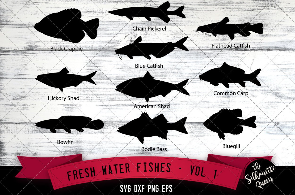 Fresh Water Fishes Svg V1 - Black Crappie, Hickory Shad, Bowfin, Chain ...