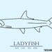 Ladyfish Svg, Salt Water Fish Svg, Marine Svg, Aquatic Svg, Fish Face ...
