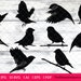 Finch Bird SVG Files Bundle, Flying Bird SVG, Sitting Bird SVG ...
