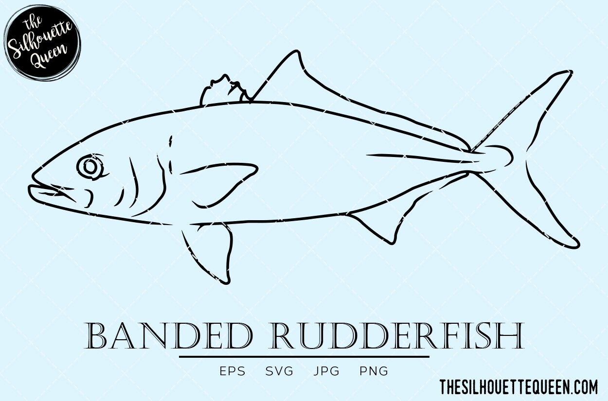 Banded Rudderfish