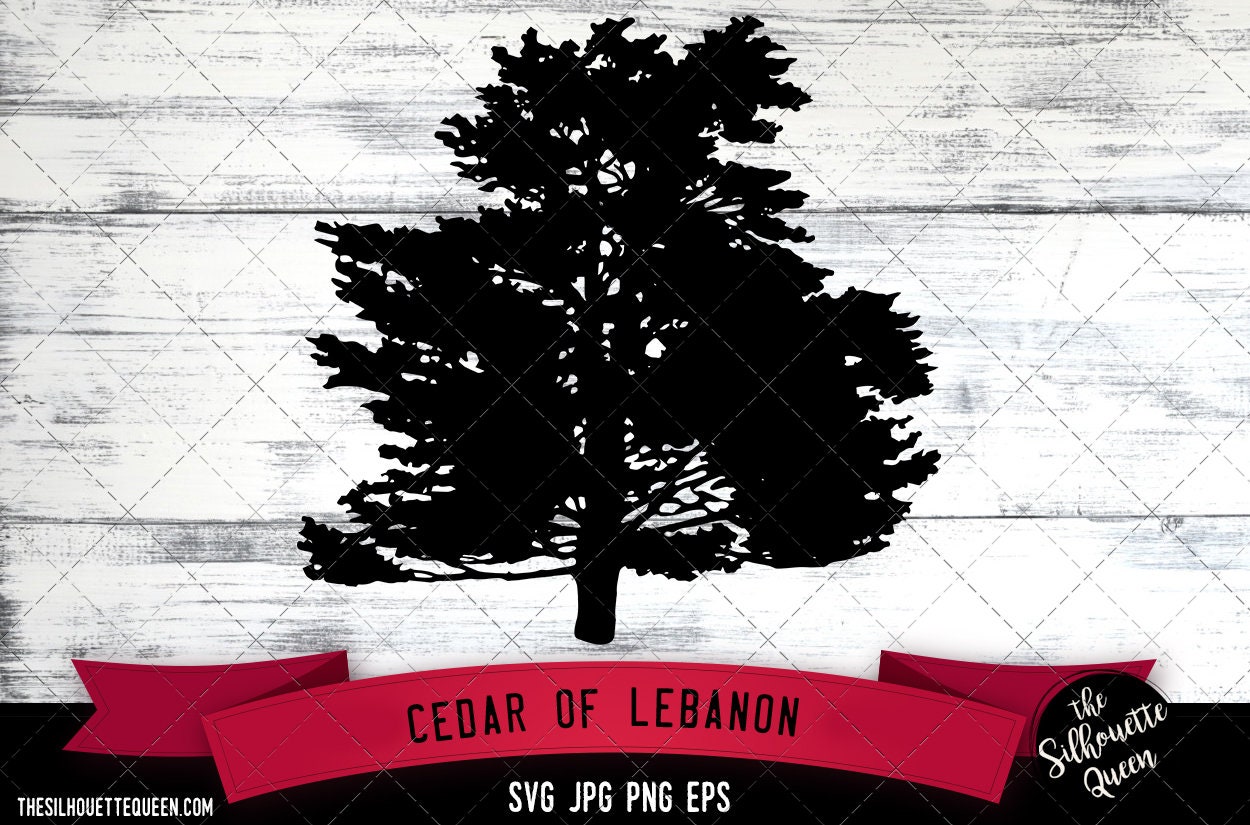 Lebanese Cedar Vector
