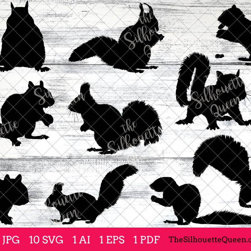 Squirrel Svg - Etsy