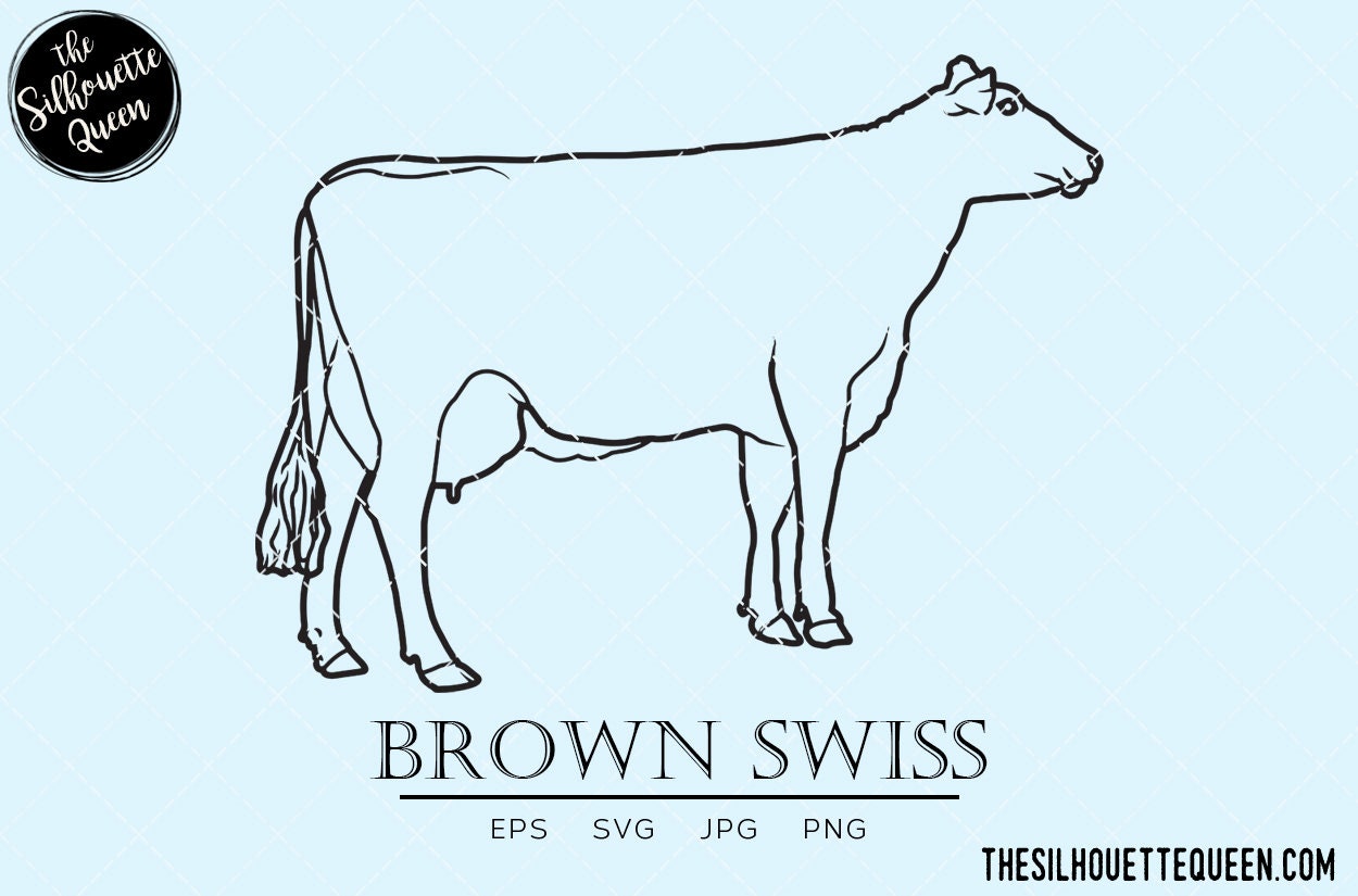 Brown Swiss Cow