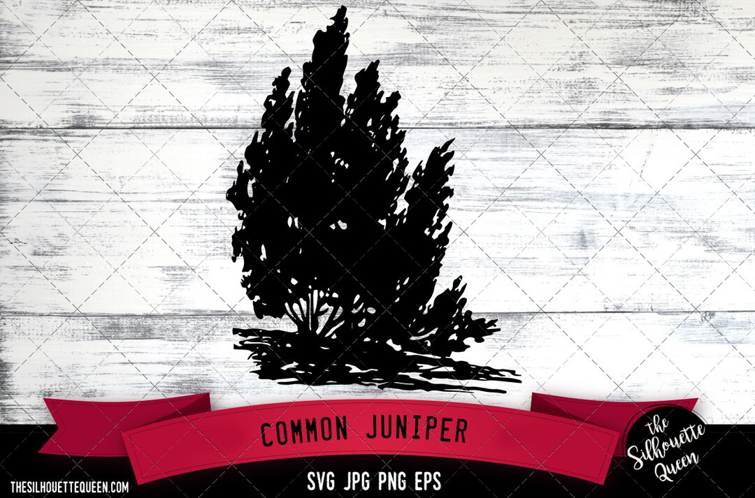 Common Juniper SVG -vector Art Commercial & Personal Use- Cricut ...