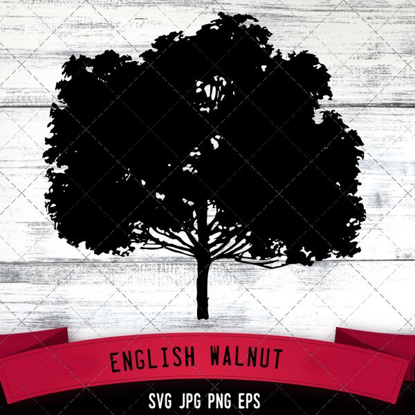 English Walnut Tree - Etsy