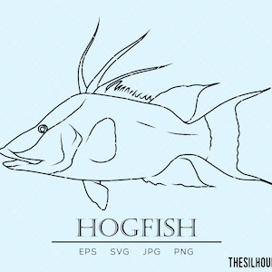Hogfish - Etsy