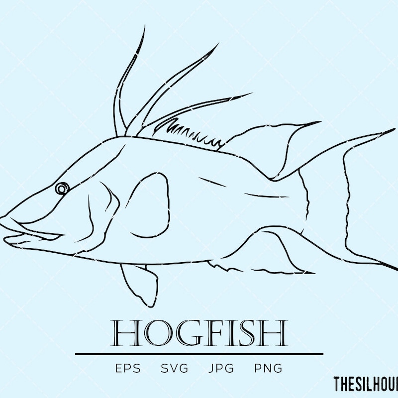 Hogfish - Etsy