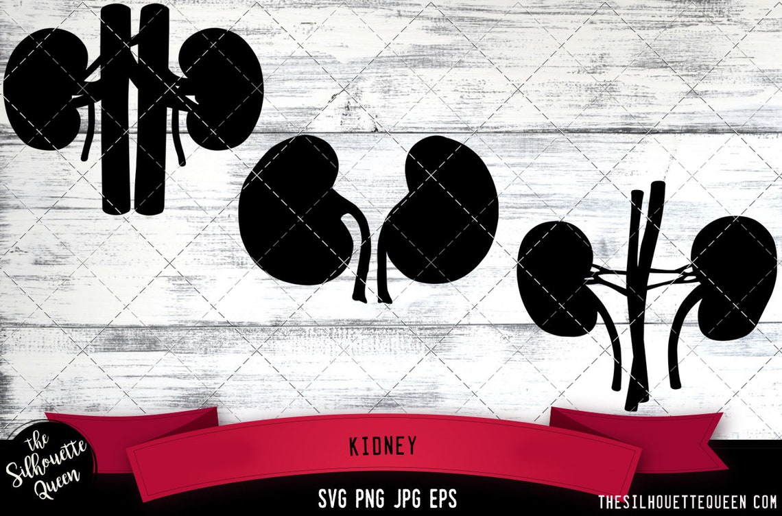Kidney SVG Silhouette Logo Kidney SVG Cut Files for Cricut - Etsy