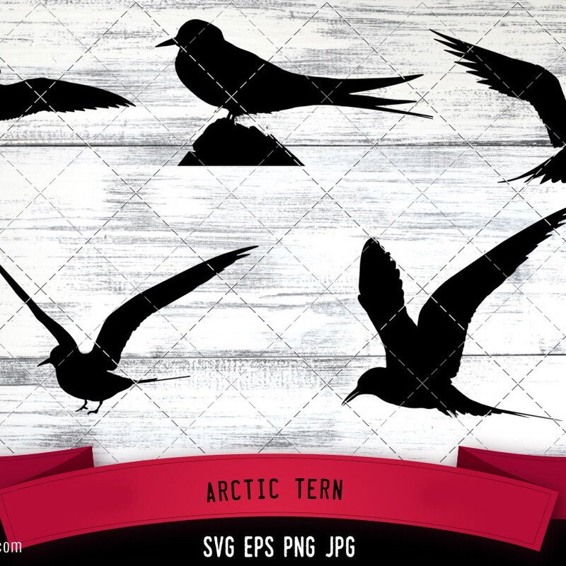 Arctic Tern - Etsy