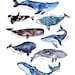 Watercolor Whale Print Whales Nautical Decor Whale Art Kids - Etsy