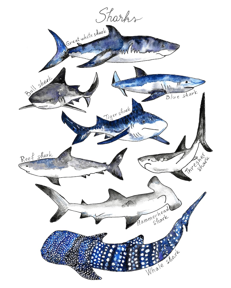 Watercolor Shark Print Nautical Decor Ocean Sharks Print Kids - Etsy