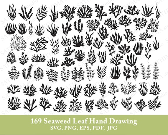 Seaweed Svg Seaweed Leaf Svg Seaweed Clipart Seaweed - Etsy Australia