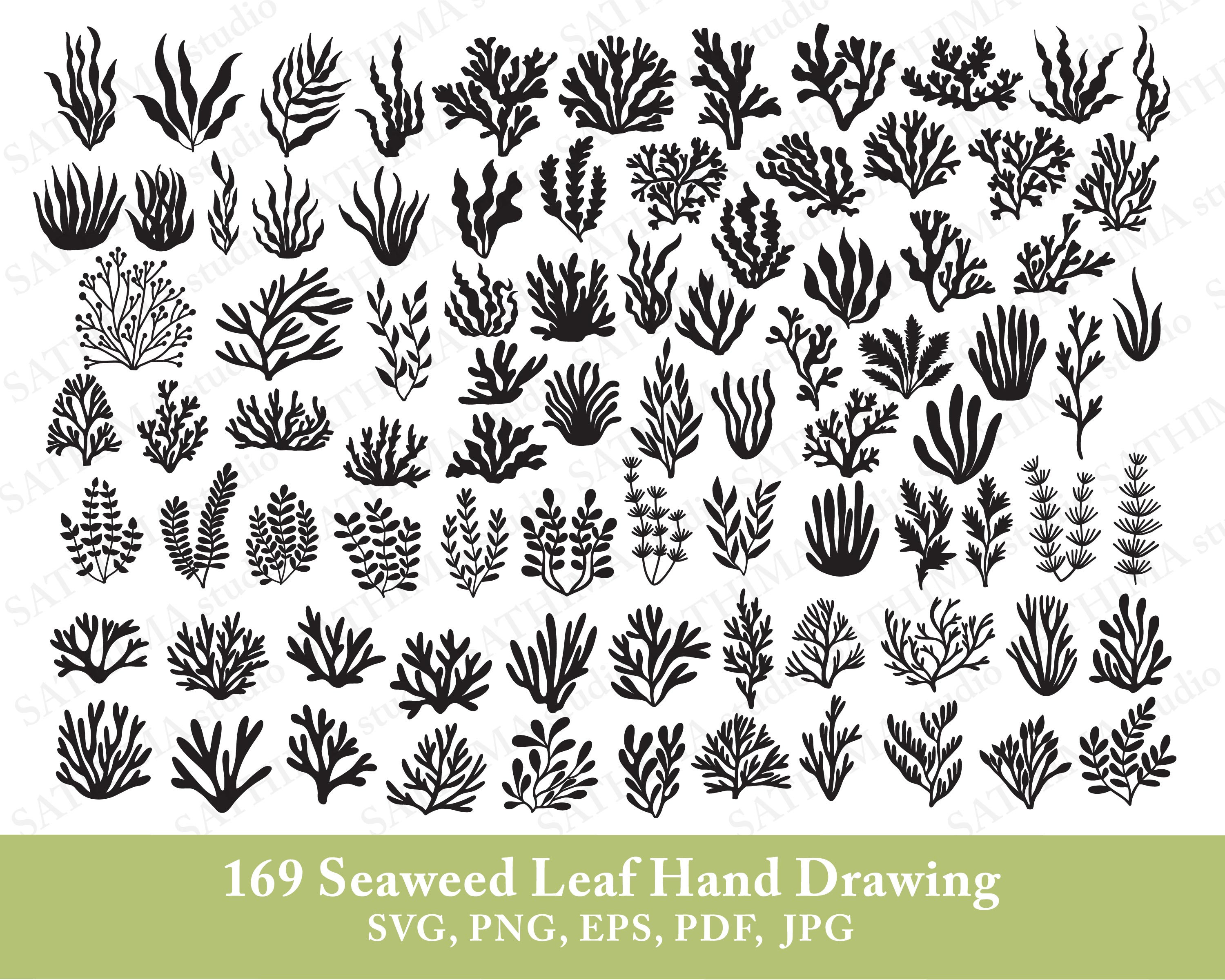 Seaweed Drawing