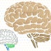 Brain Outline Embroidery Design Machine Instant Download Commercial Use ...
