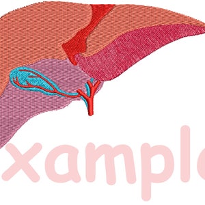 Organs Anatomy Embroidery Design Machine Instant Download Commercial ...