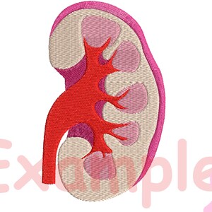 Organs Anatomy Embroidery Design Machine Instant Download Commercial ...