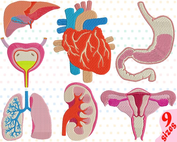 Organs Anatomy Embroidery Design Machine Instant Download - Etsy UK