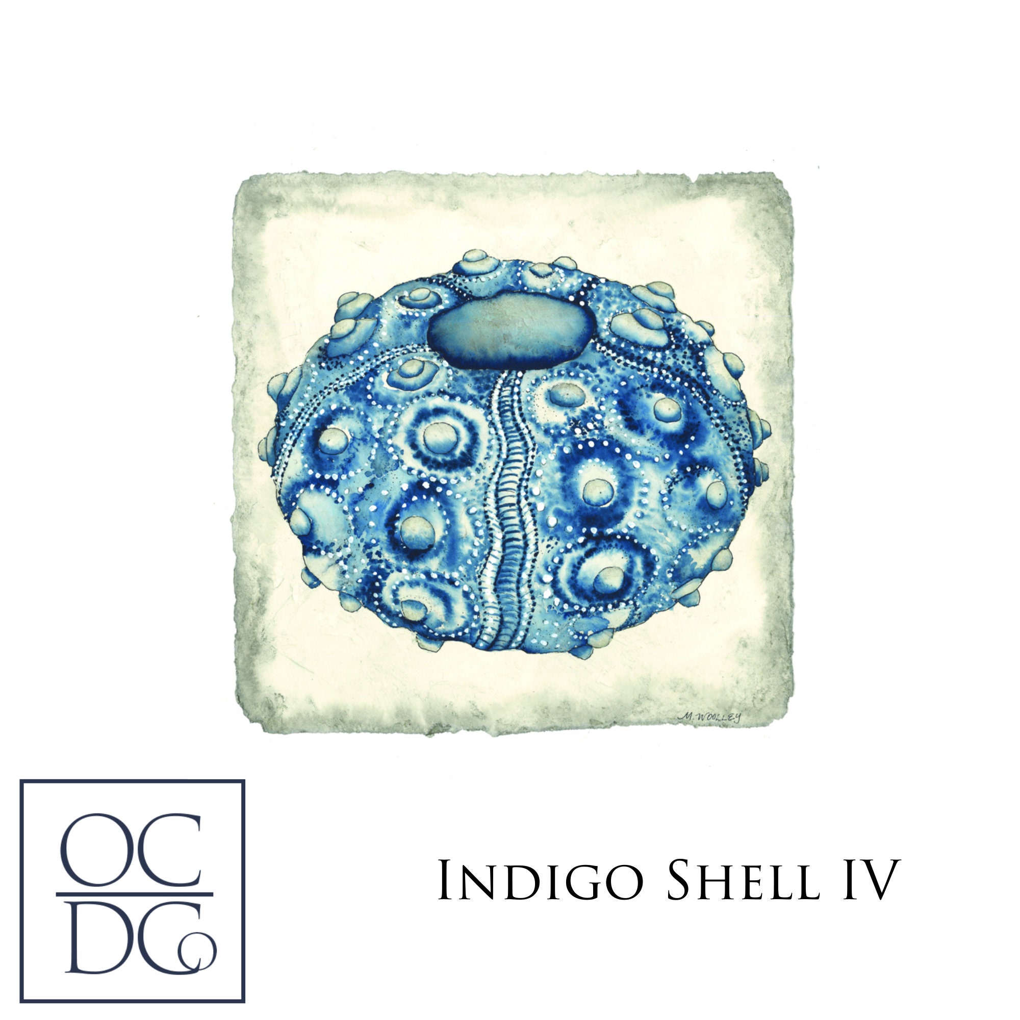 Indigo Blue Shell - Sold Separately, Different Sizes Available - (print ...