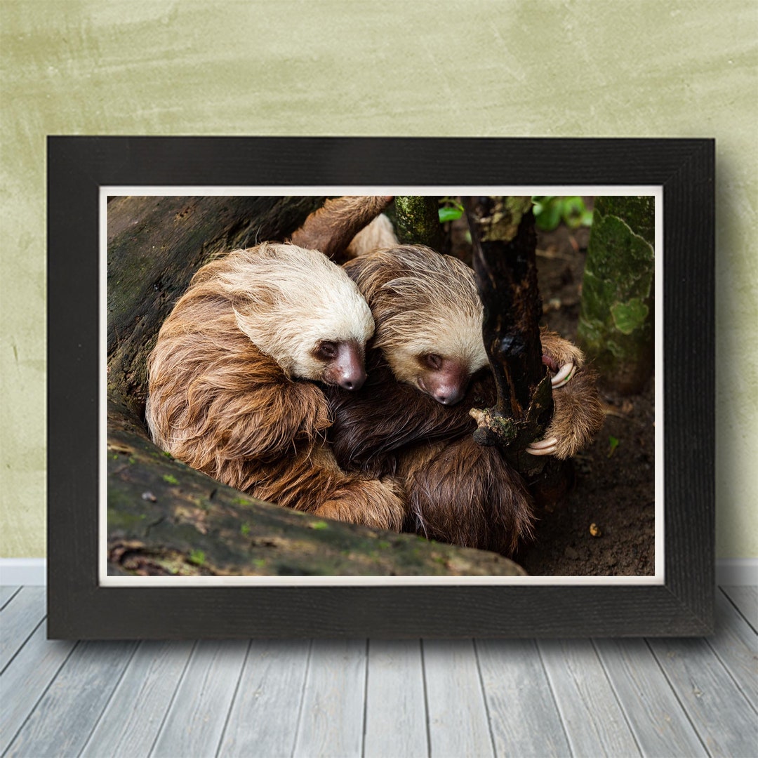 Cute Sloth Wall Art Photography, Instant Download, High Quality Digital ...