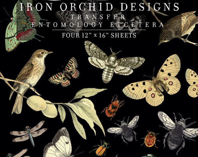 IOD ENTOMOLOGY ETCETERA Decor Transfer by Iron Orchid Designs - Etsy