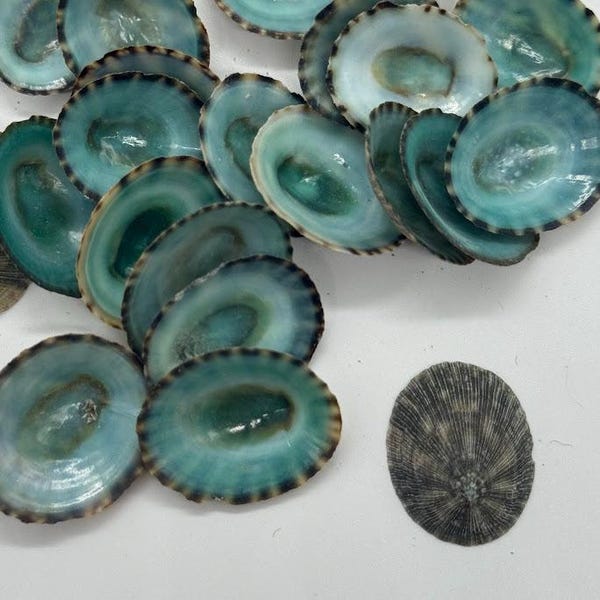 Green Limpet - Etsy
