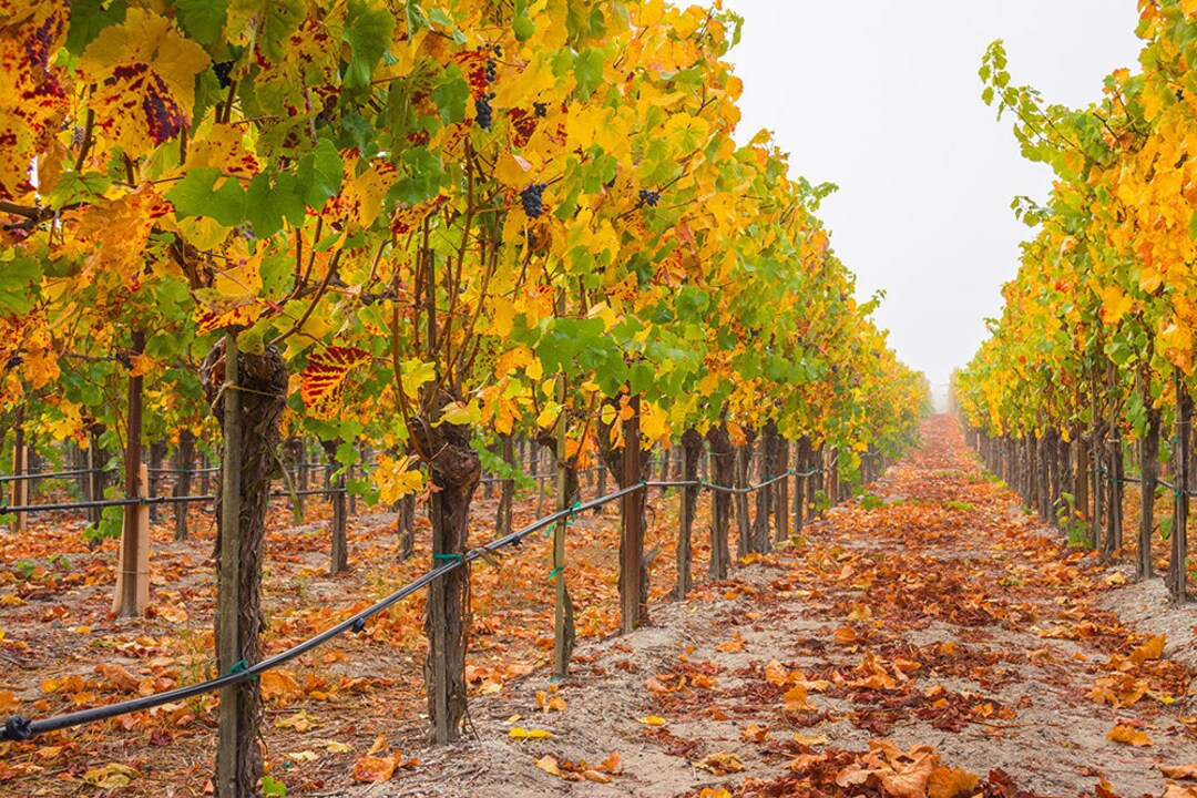 Golden Grapevines, Wine Country Photography, Sonoma County, Autumn ...