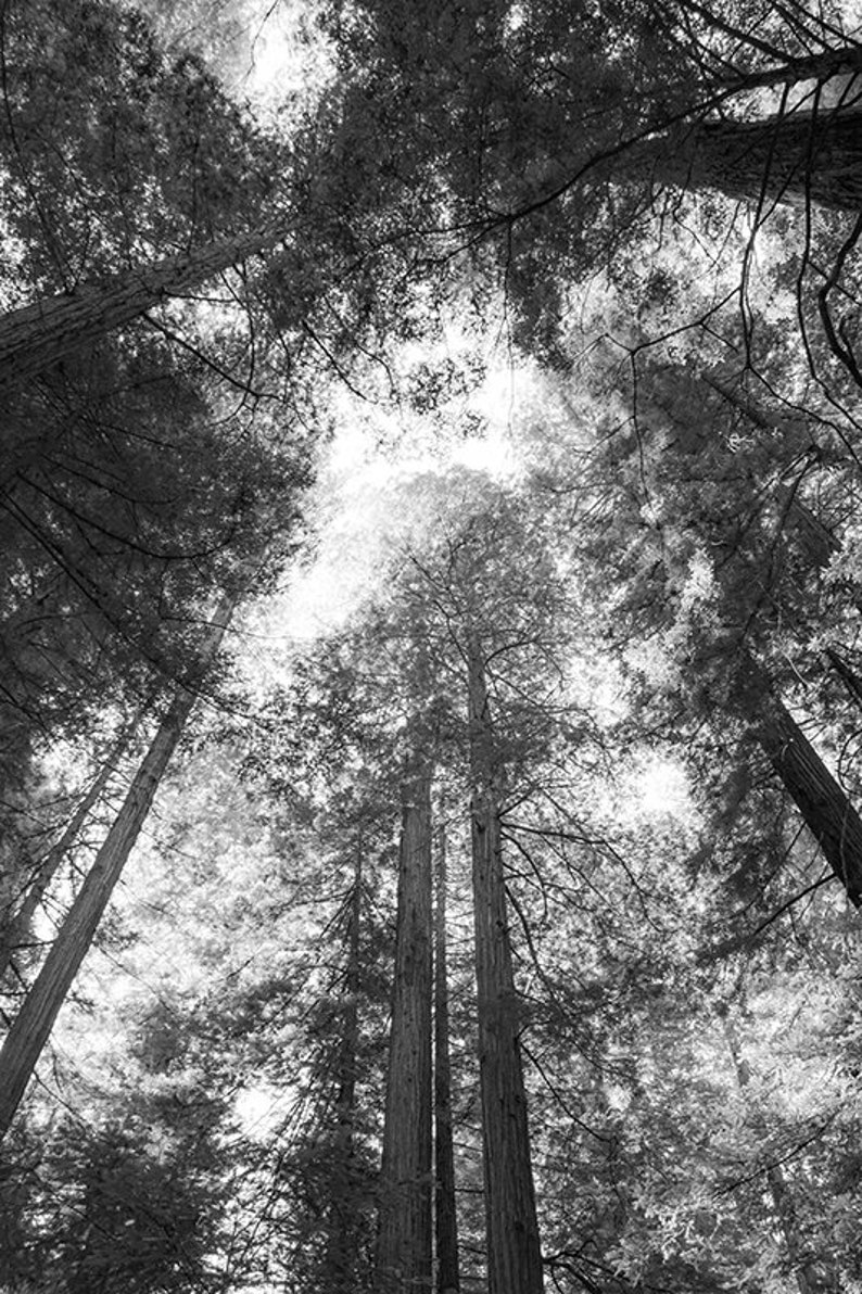 Black and White Redwoods Photo Set Set of 2 Photographs - Etsy