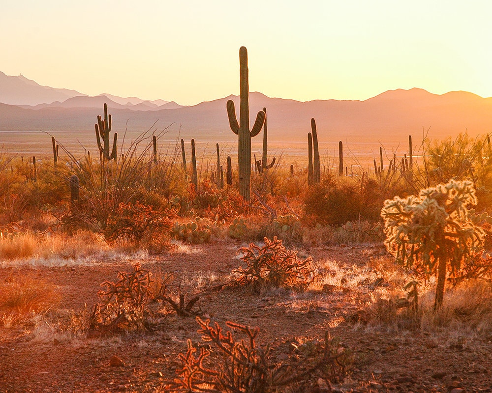 Desert Cactus Images