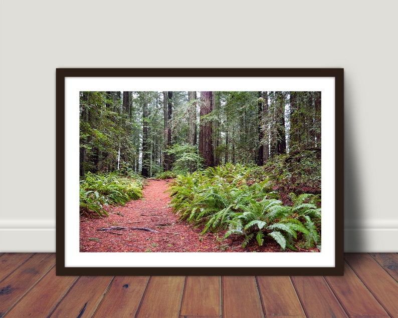 California Redwoods Print, Majestic Redwoods, Forest Scenery, Redwood ...