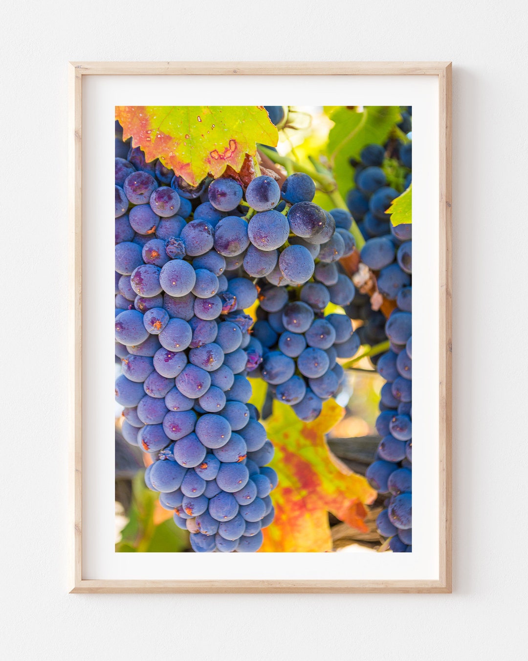 Grapevine Photograph, Vineyard, Kitchen Decor, Food and Wine Art, Plump ...