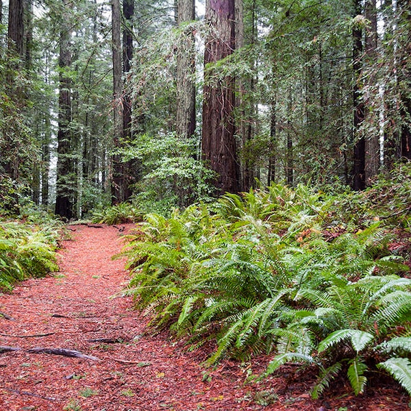 Redwood - Etsy