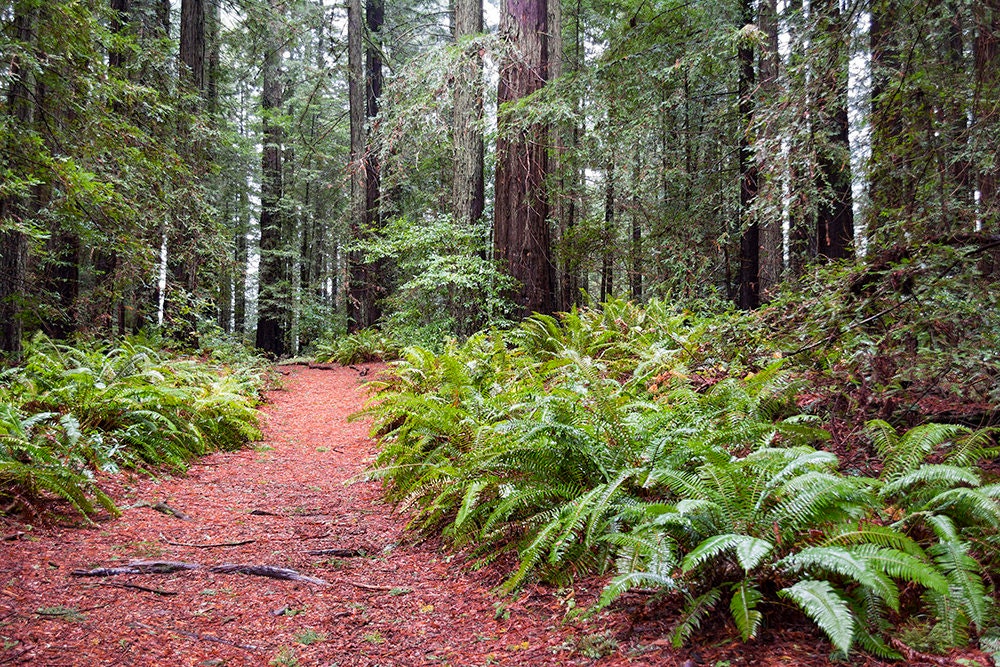 California Redwoods Print, Majestic Redwoods, Forest Scenery, Redwood ...