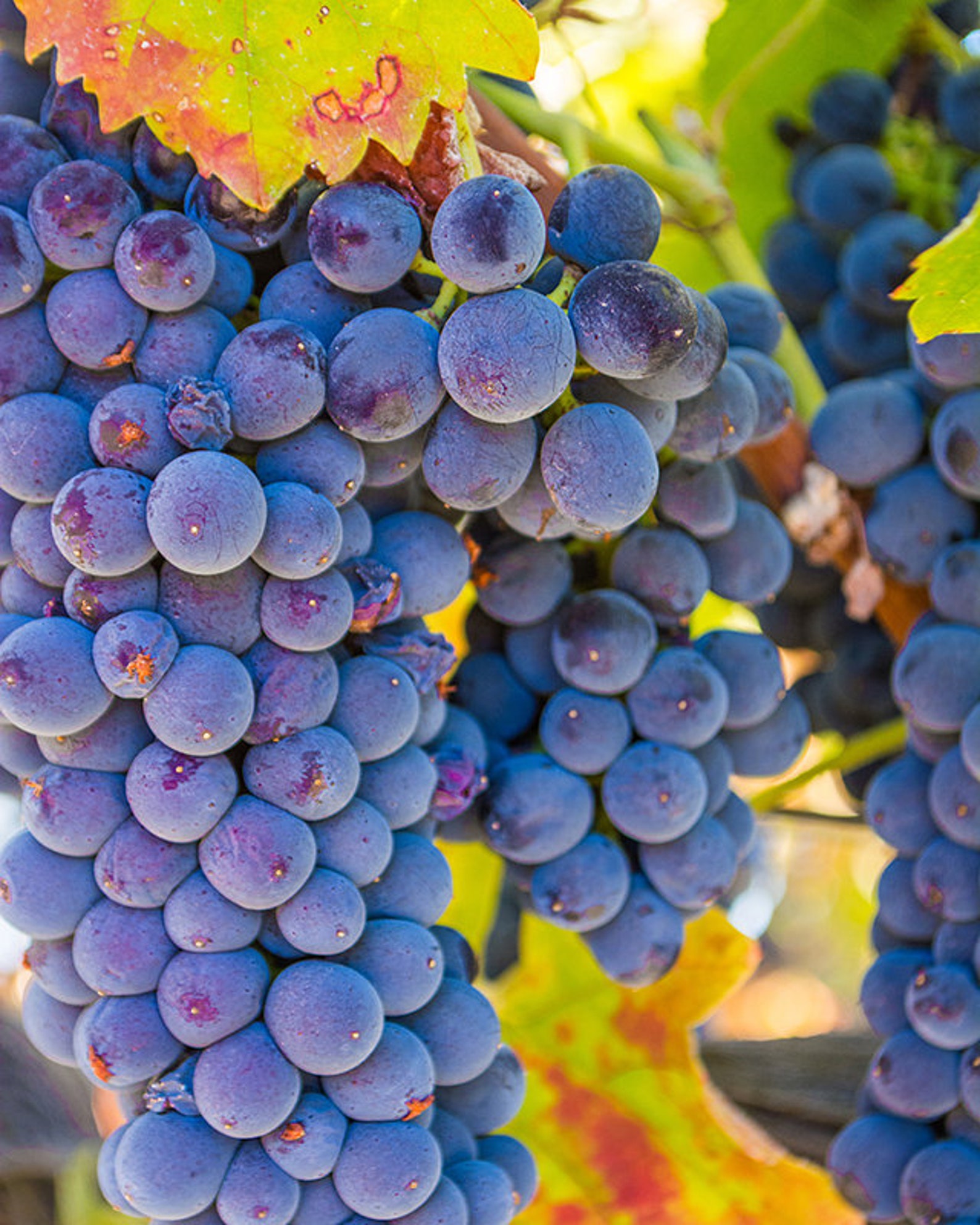 Grapevine Photograph, Vineyard, Kitchen Decor, Food and Wine Art, Plump ...