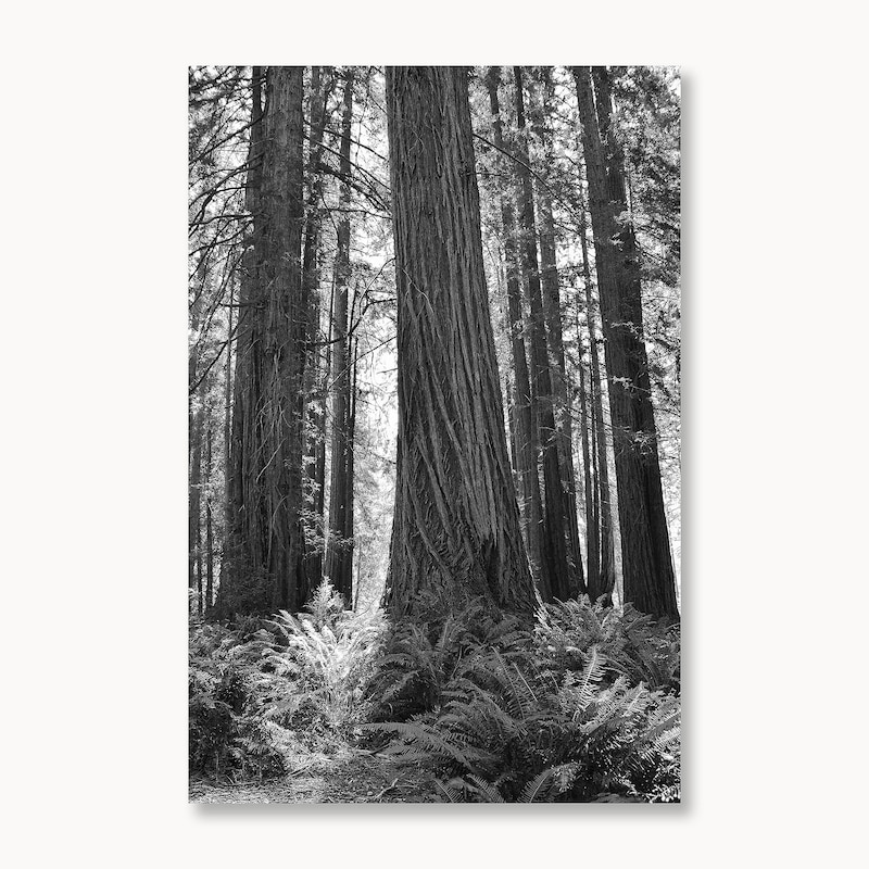 Redwood Tree Art - Etsy