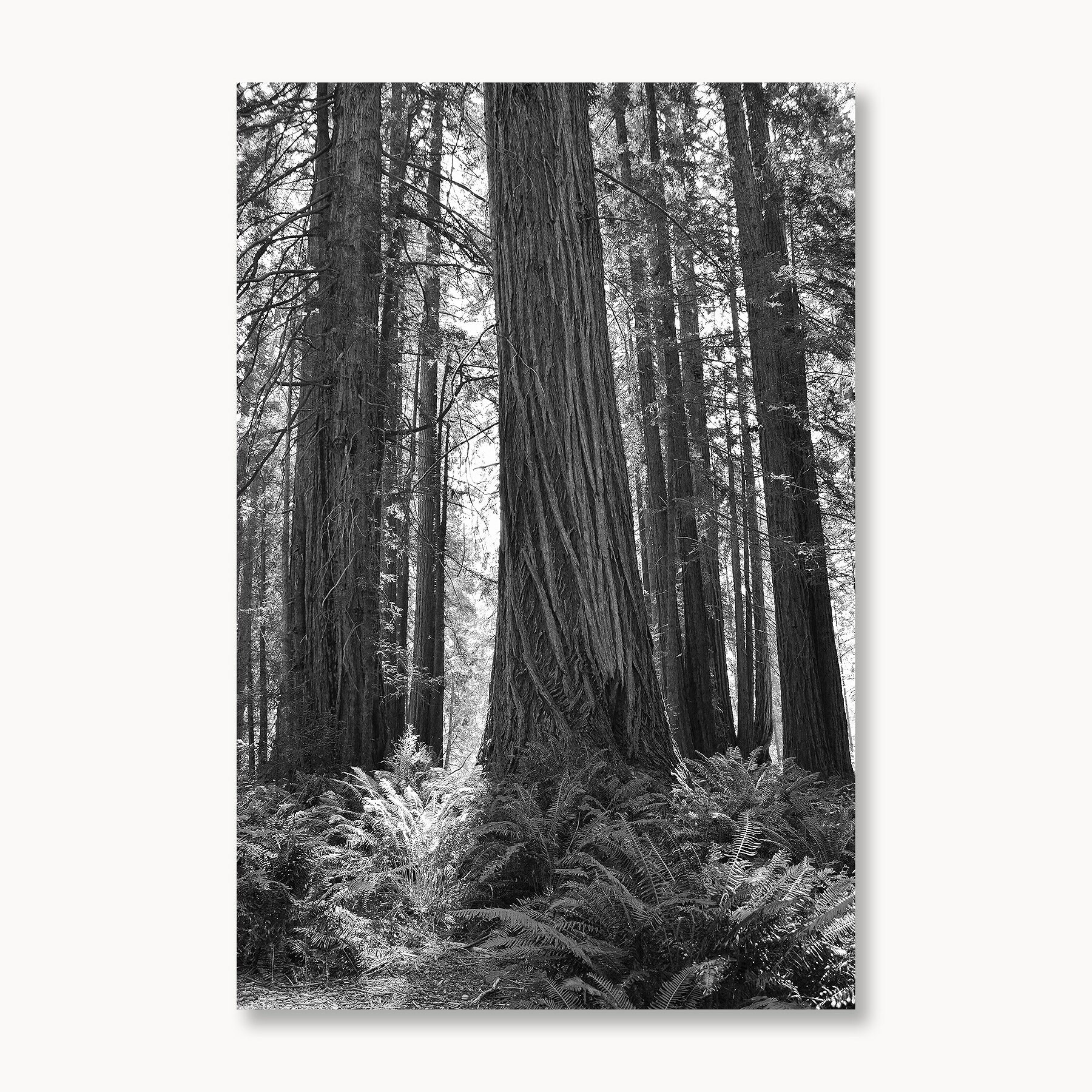 Redwood Tree Black And White Drawing