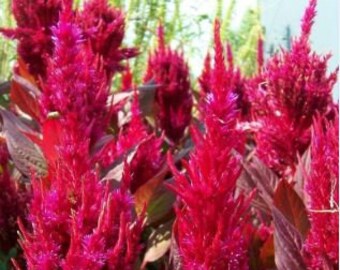 Cockscomb seeds | Etsy