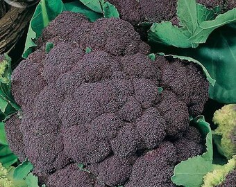 Black rose seeds | Etsy