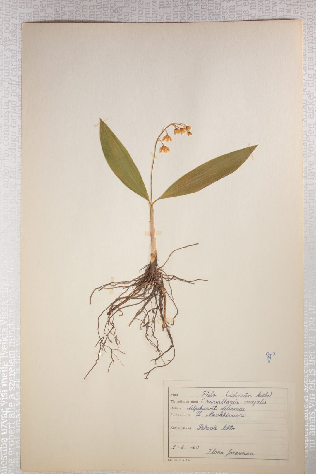 Three (3) Delicate 1960's Herbarium Pages of Araceae / Arum Family ...