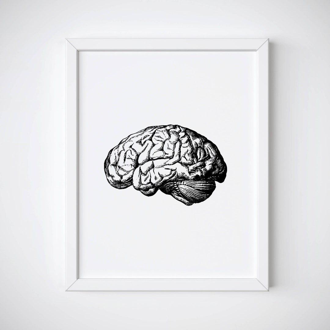 Anatomical Brain Print, Human Brain Anatomy Print, Brain Illustration ...