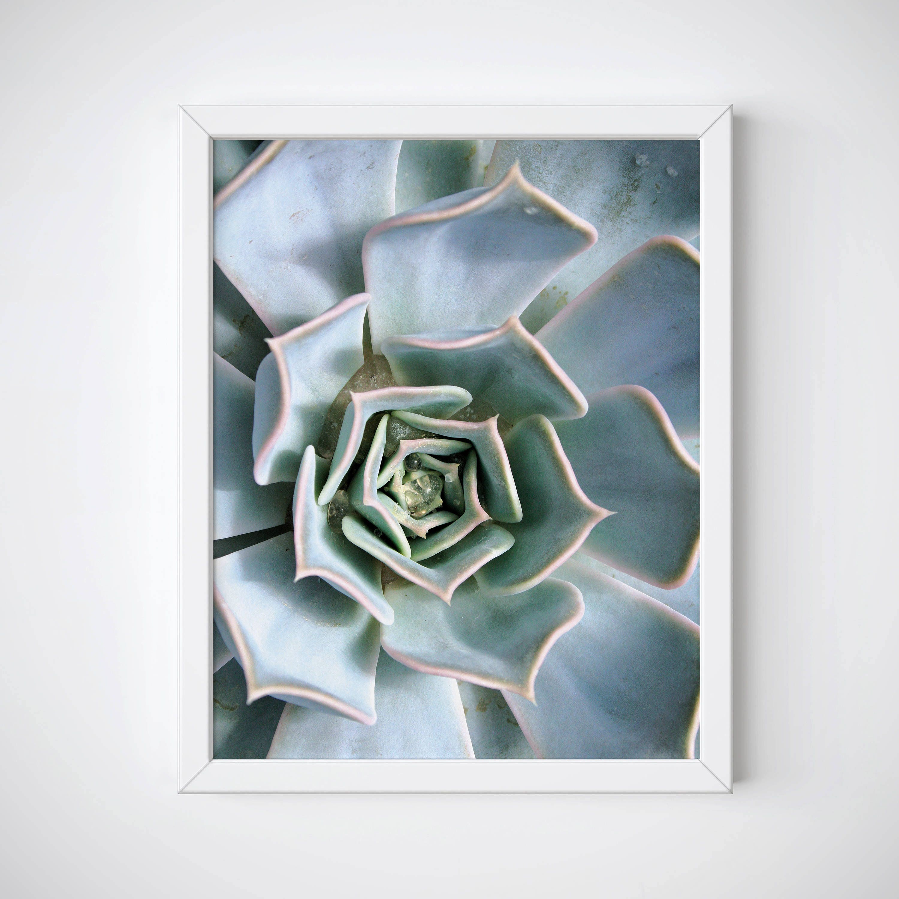 Succulent Art Print, Succulent Photography, Succulent Wall Art ...