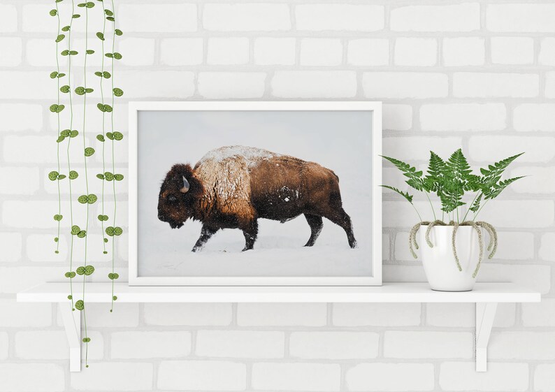 Buffalo Art Print, Buffalo Wall Art, Nursery Poster, Buffalo Poster ...