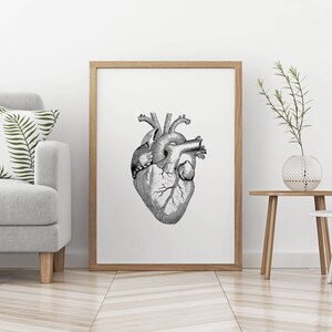 Anatomical Heart Print, Human Heart Anatomy Print, Heart Illustration ...