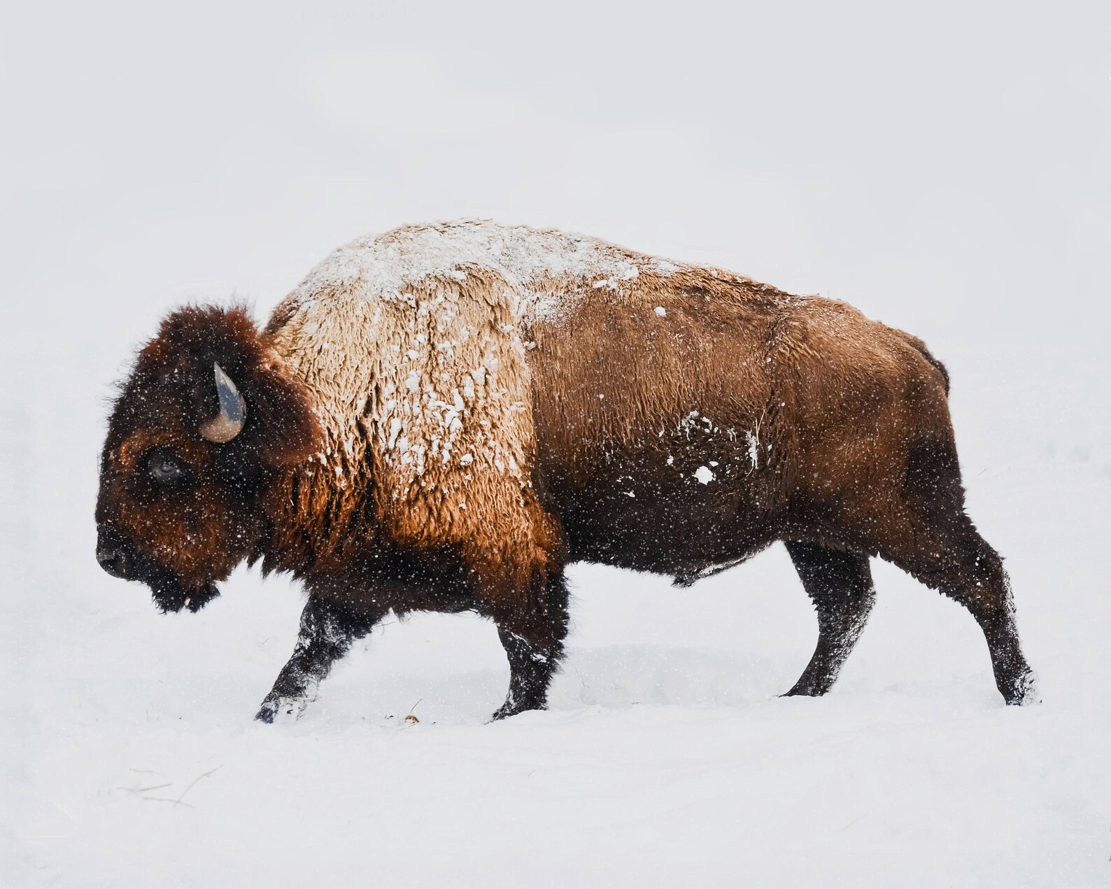 Buffalo Art Print, Buffalo Wall Art, Nursery Poster, Buffalo Poster ...