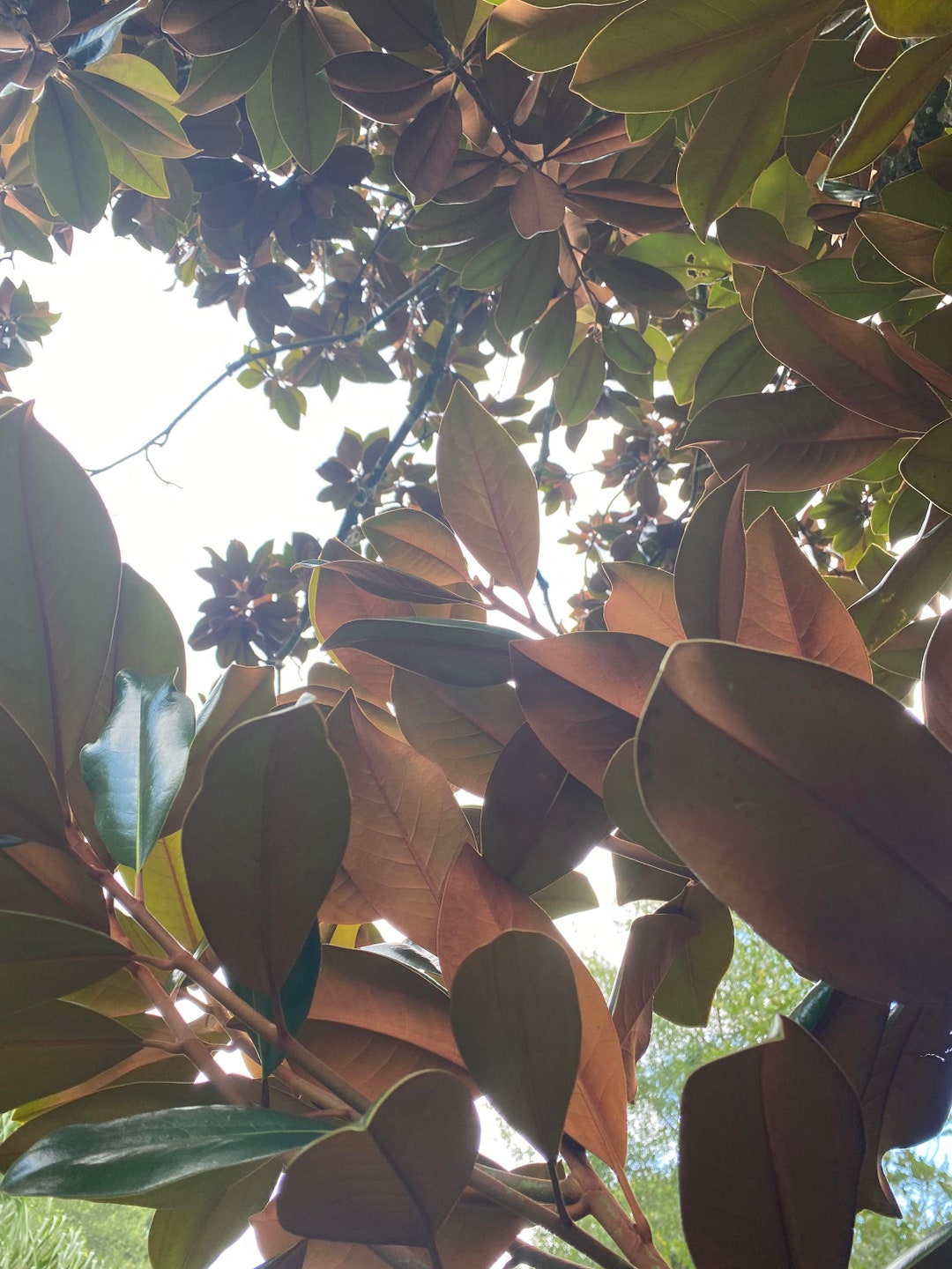 Magnolia Leaf Litter - Dried or Fresh - Etsy