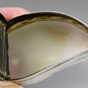 Antique Sterling Silver Mounted Cowrie Shell Snuff Box 18th Century - Etsy