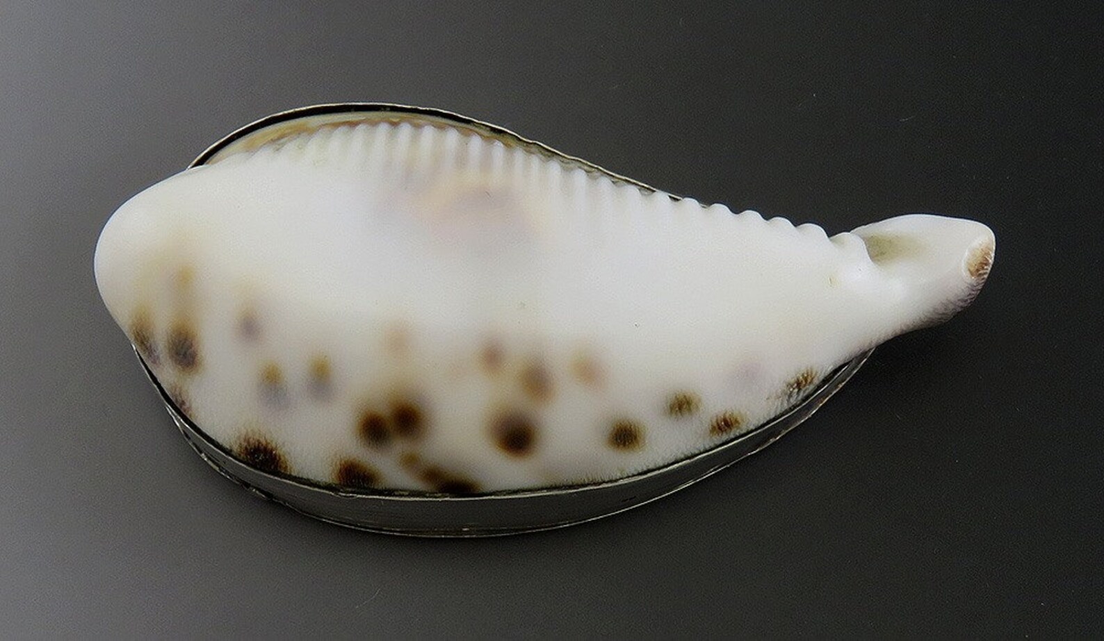 Antique Sterling Silver Mounted Cowrie Shell Snuff Box 18th | Etsy